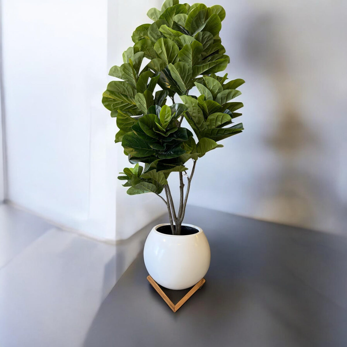 8FT FIDDLE LEAF FIG TREE PANDURATA – Dubaideco