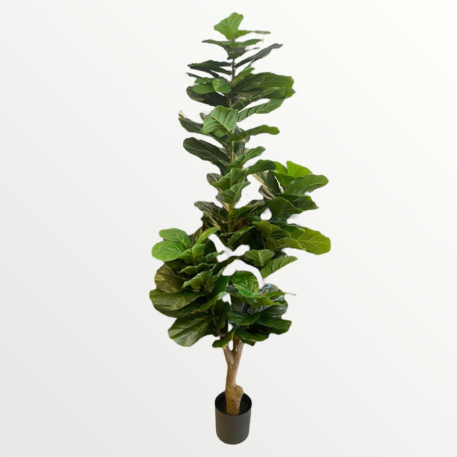 Planta Pandurata de 2.10 mts – Dubaideco